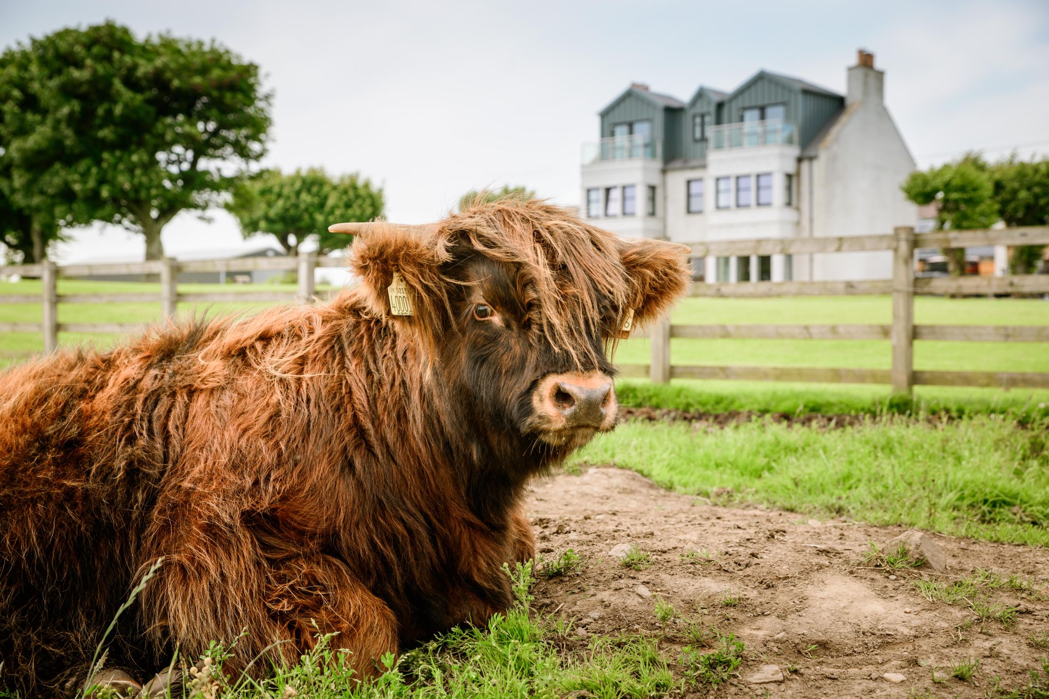 Dónde ver vacas de las Highlands en Escocia | VisitScotland