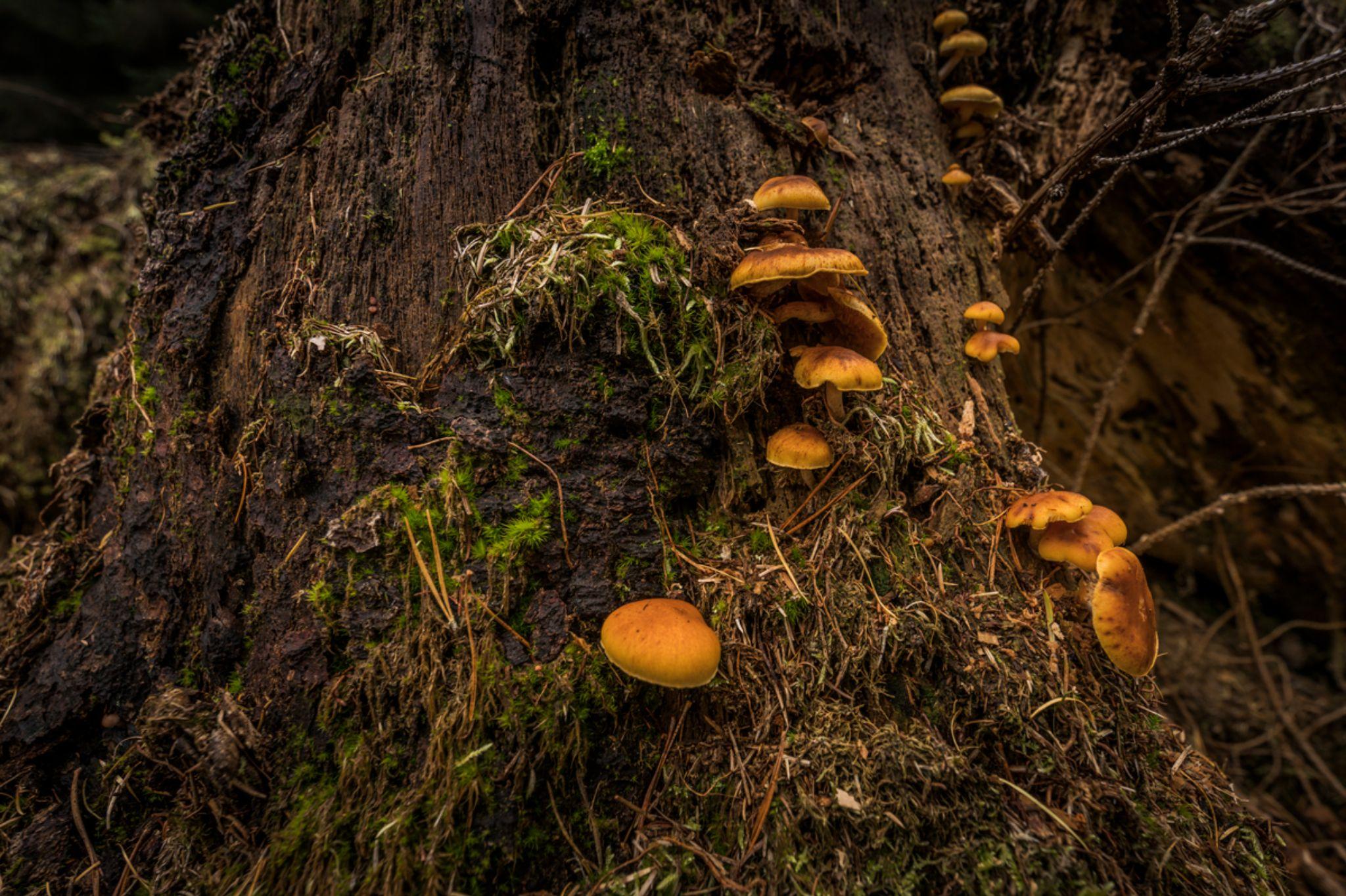 Guide to Wild Food Foraging in Scotland | VisitScotland