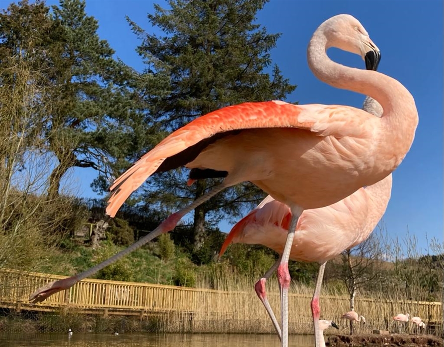 Bird Gardens Scotland CIC, Lauder – Wildlife and Animals | VisitScotland