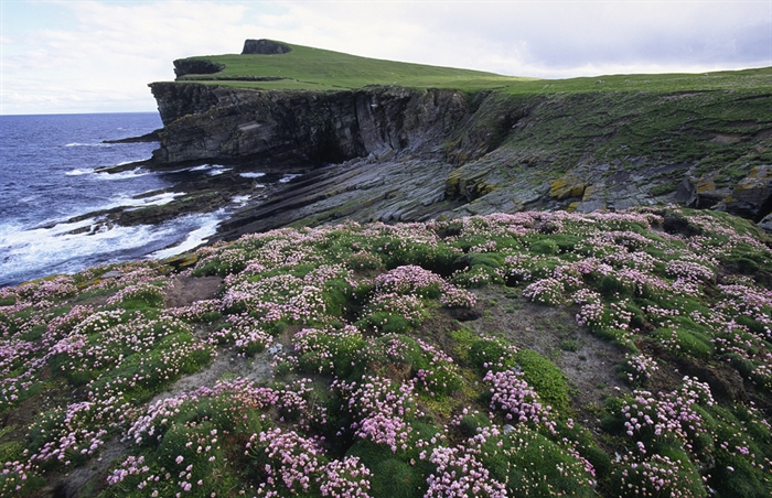 Noss National Nature Reserve | VisitScotland